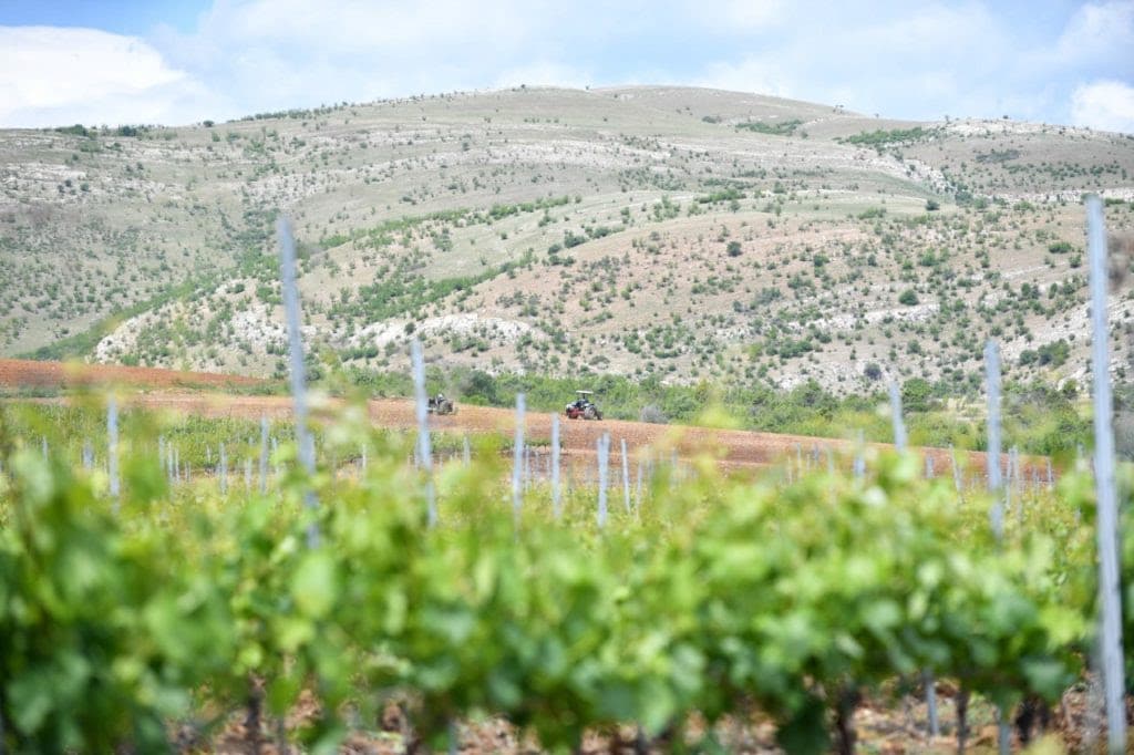 Нови лозови насади на 120 хектари за производство на квалитетни ...